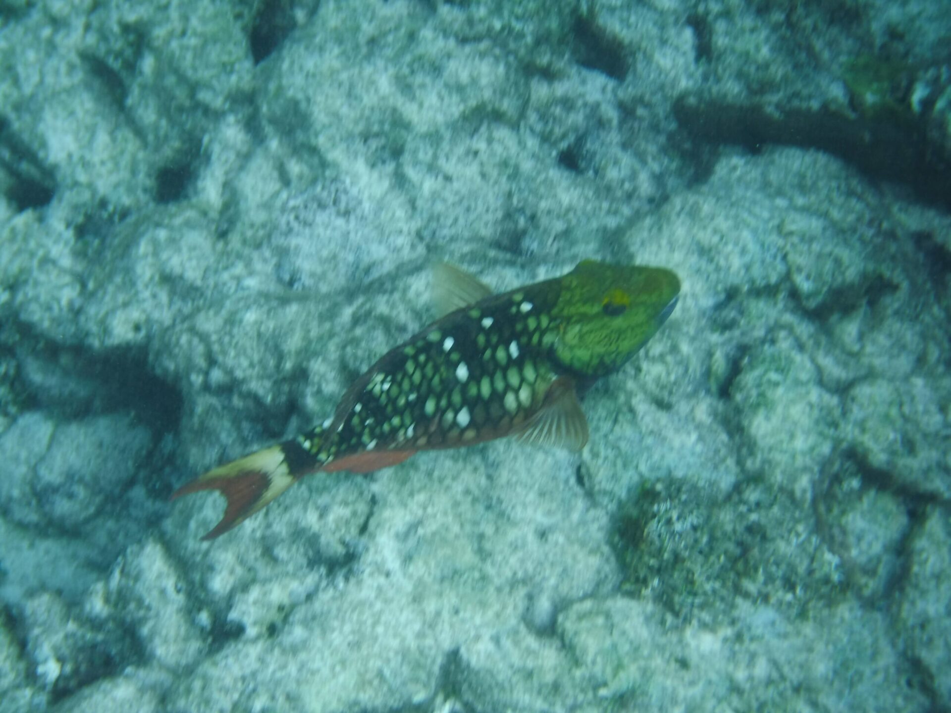 St. Croix – Christiansted Travel Review – Daily Dad Life