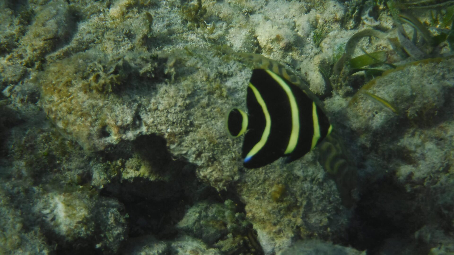 St. Croix – Christiansted Travel Review – Daily Dad Life